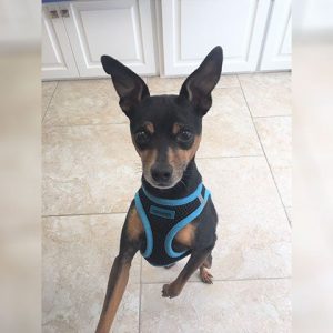 Petey – Paws Place Dog Rescue
