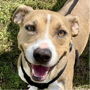 Dandy – Paws Place Dog Rescue